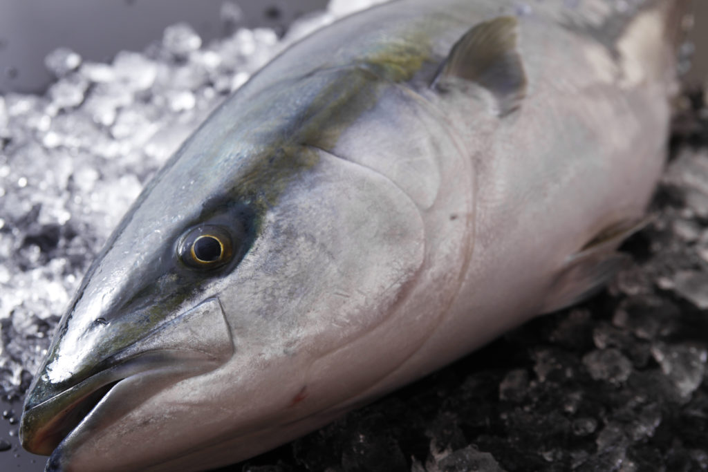 Japanese Yeallowtail | 伊根町観光協会